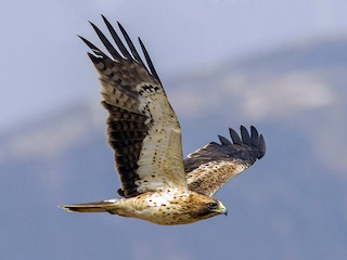 Aigle botté - eBird