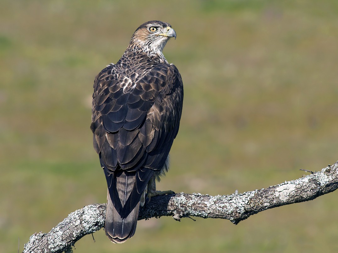 Bonelli's Eagle - eBird