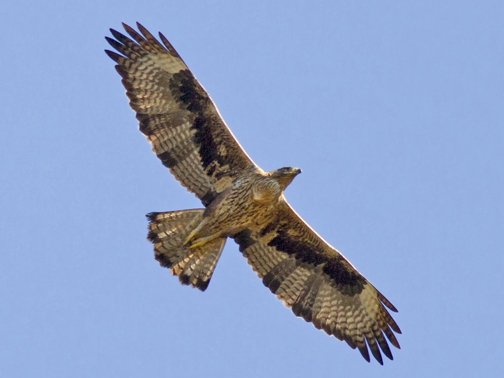 Bonelli's Eagle - eBird
