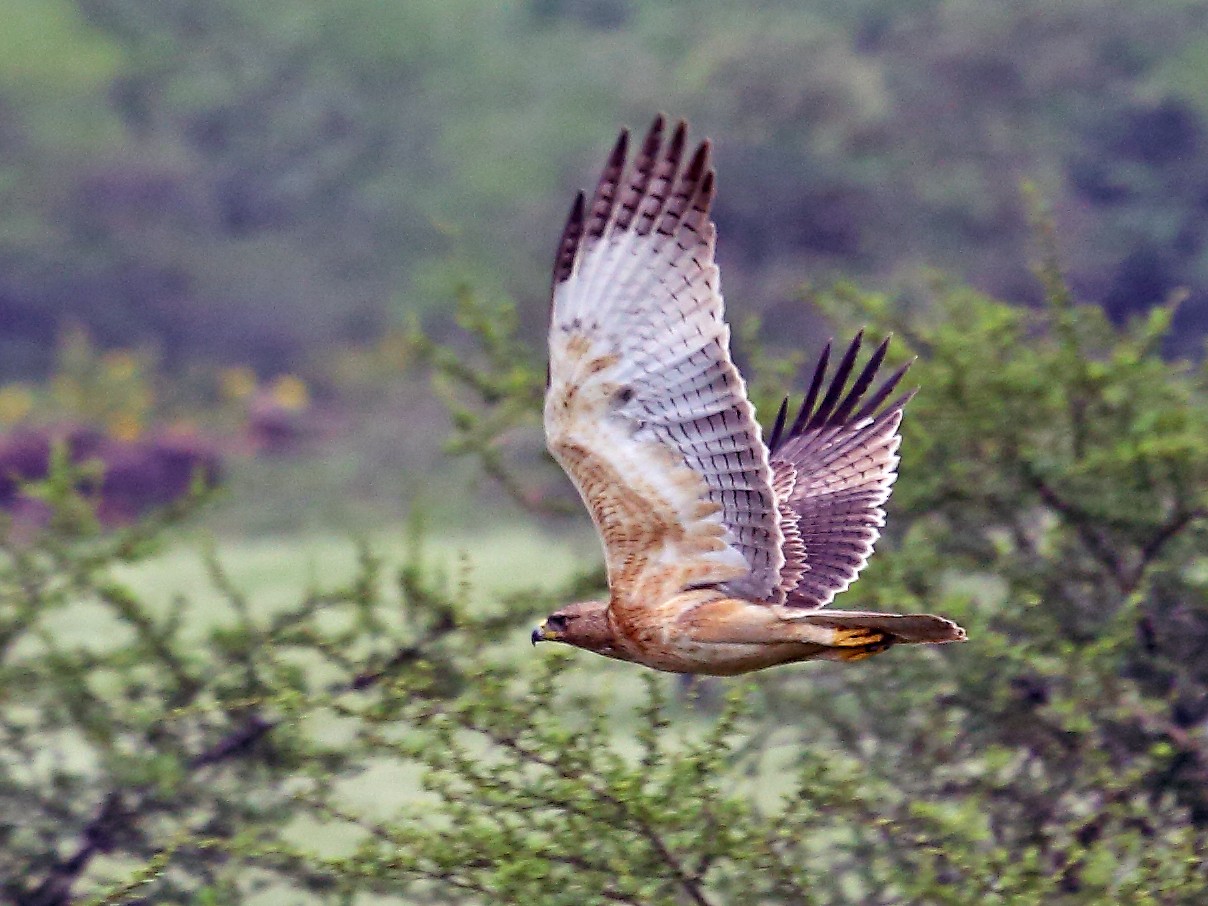 Bonelli's Eagle - eBird