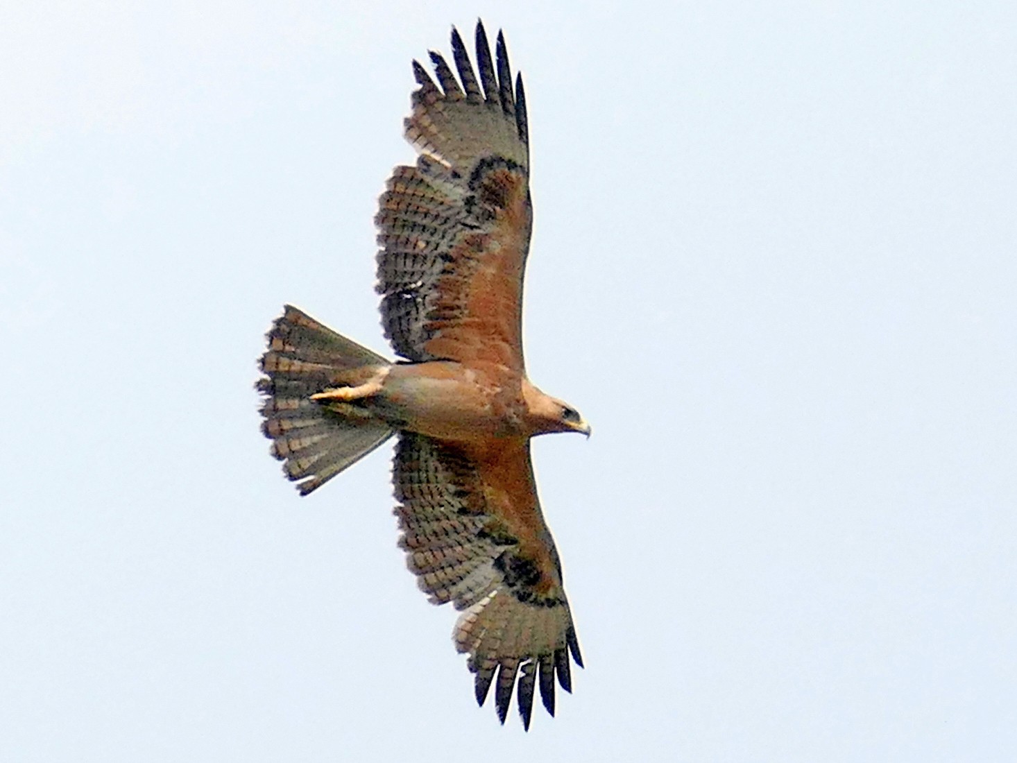 Bonelli's Eagle - eBird