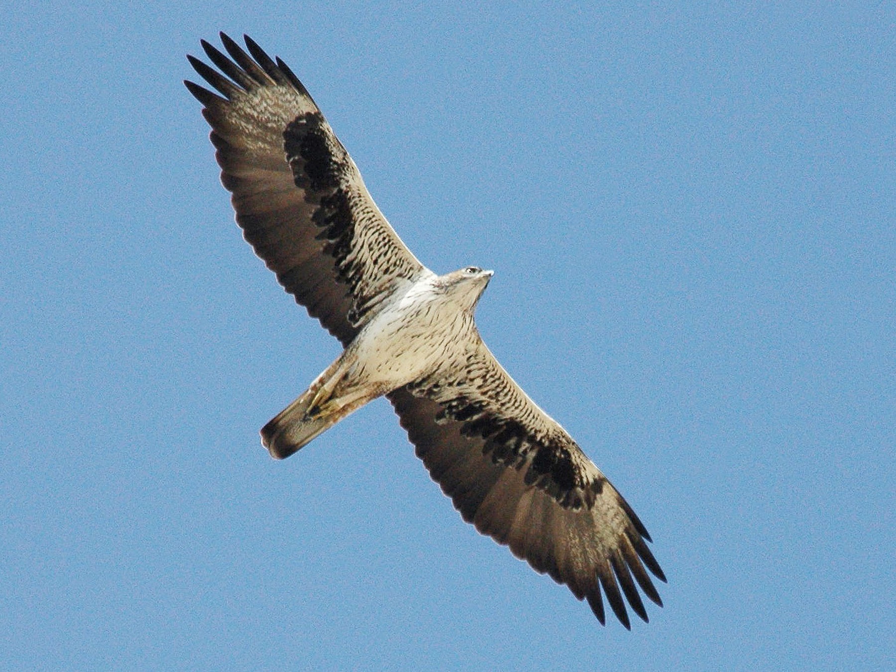 Bonelli's Eagle - eBird