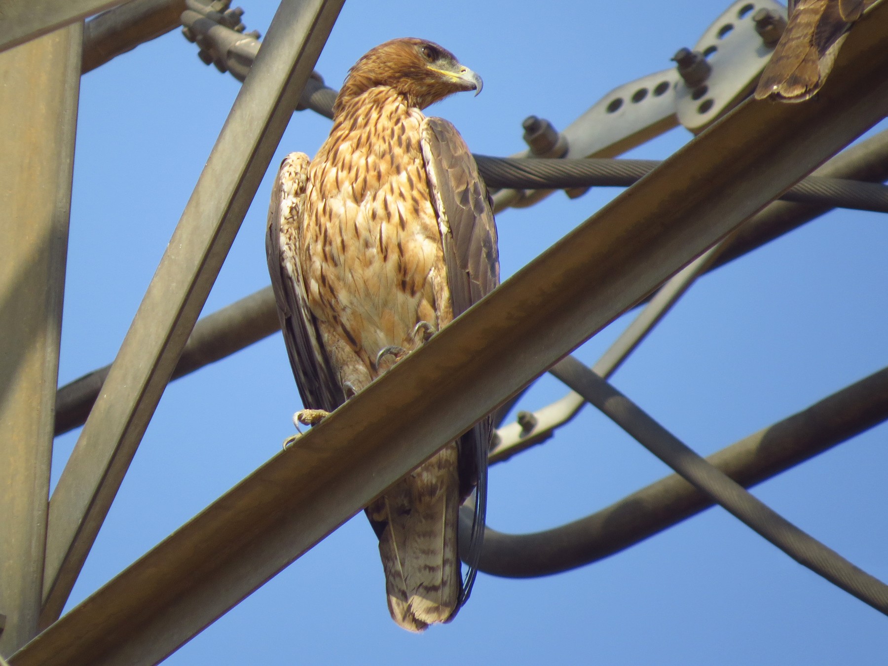 Bonelli's Eagle - eBird