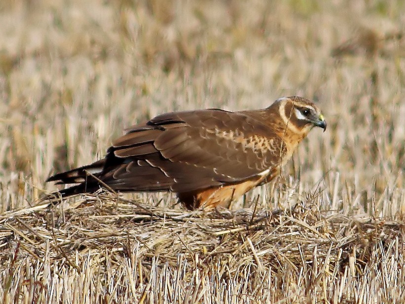 Pallid Harrier - eBird