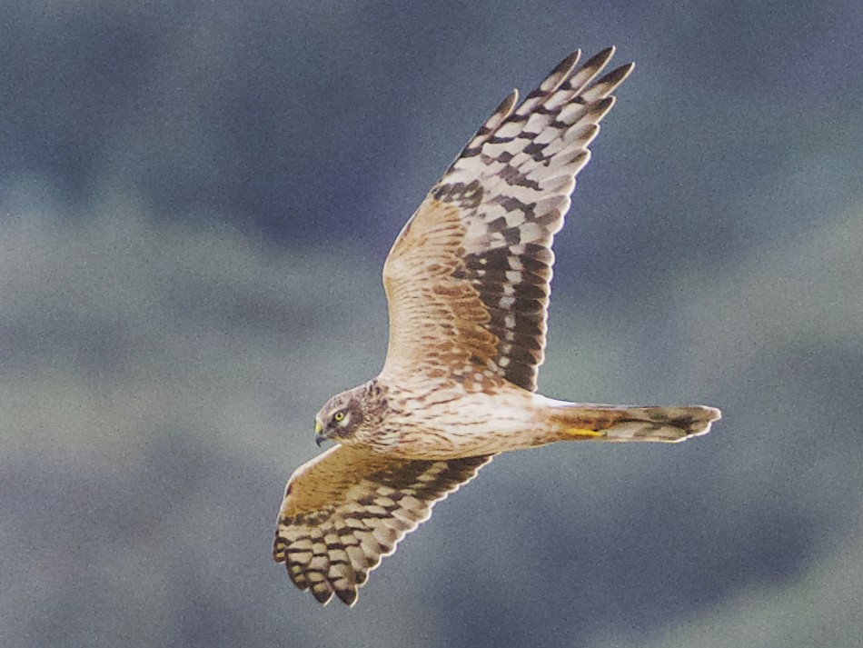 Pallid Harrier - eBird