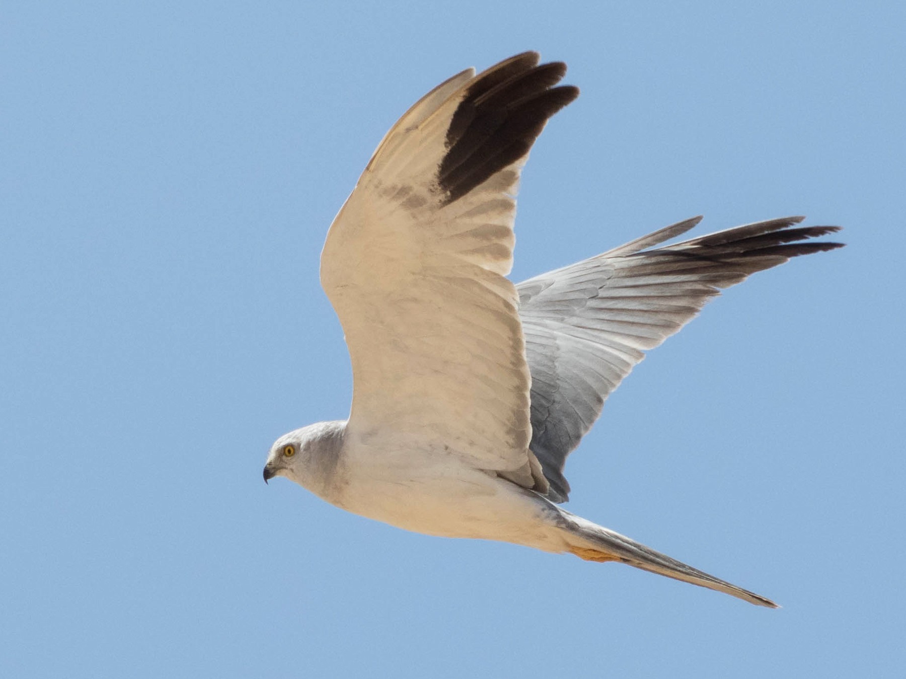 Pallid Harrier - eBird