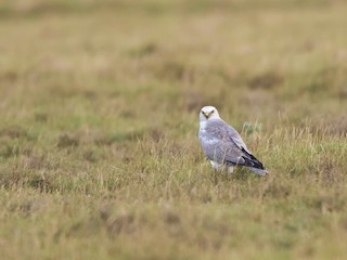 Pallid Harrier - eBird