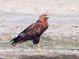Long-legged Buzzard - eBird