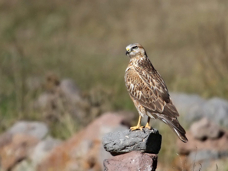 Long-legged Buzzard - eBird
