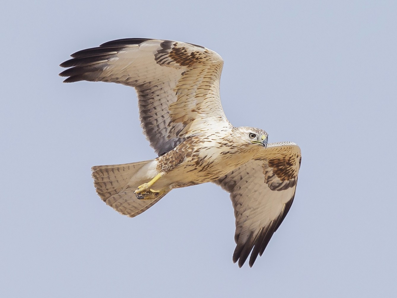 Long-legged Buzzard - eBird