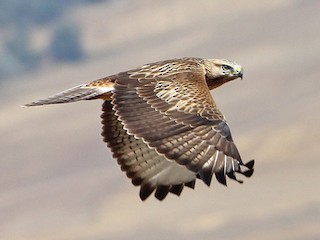 Long-legged Buzzard - eBird