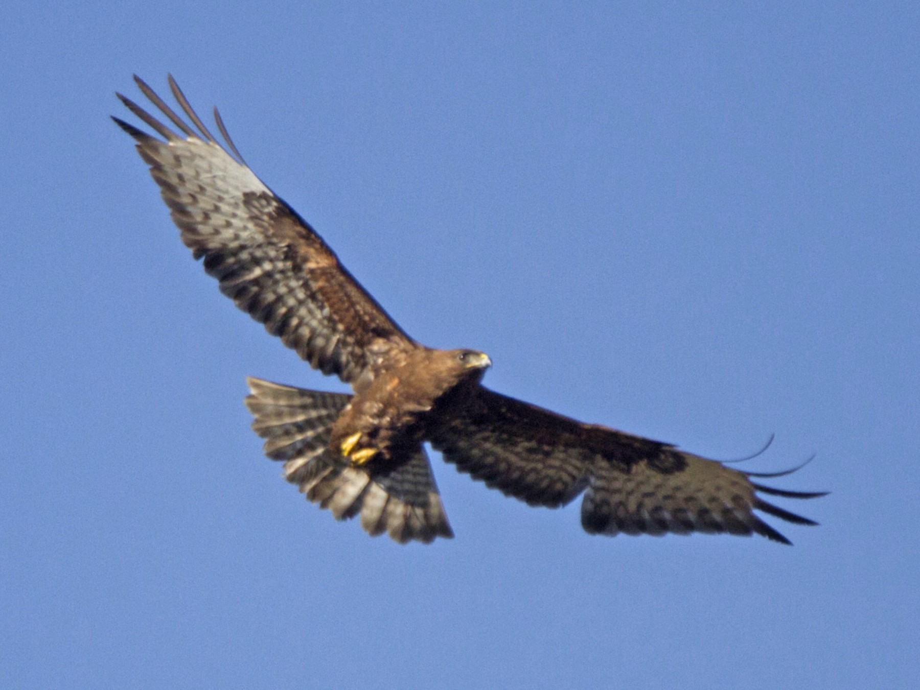 Buteo Rufinus