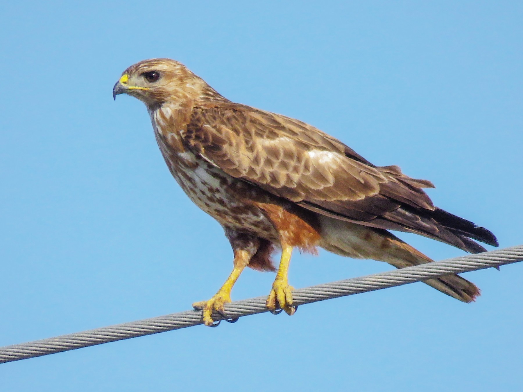 Long-legged Buzzard - eBird