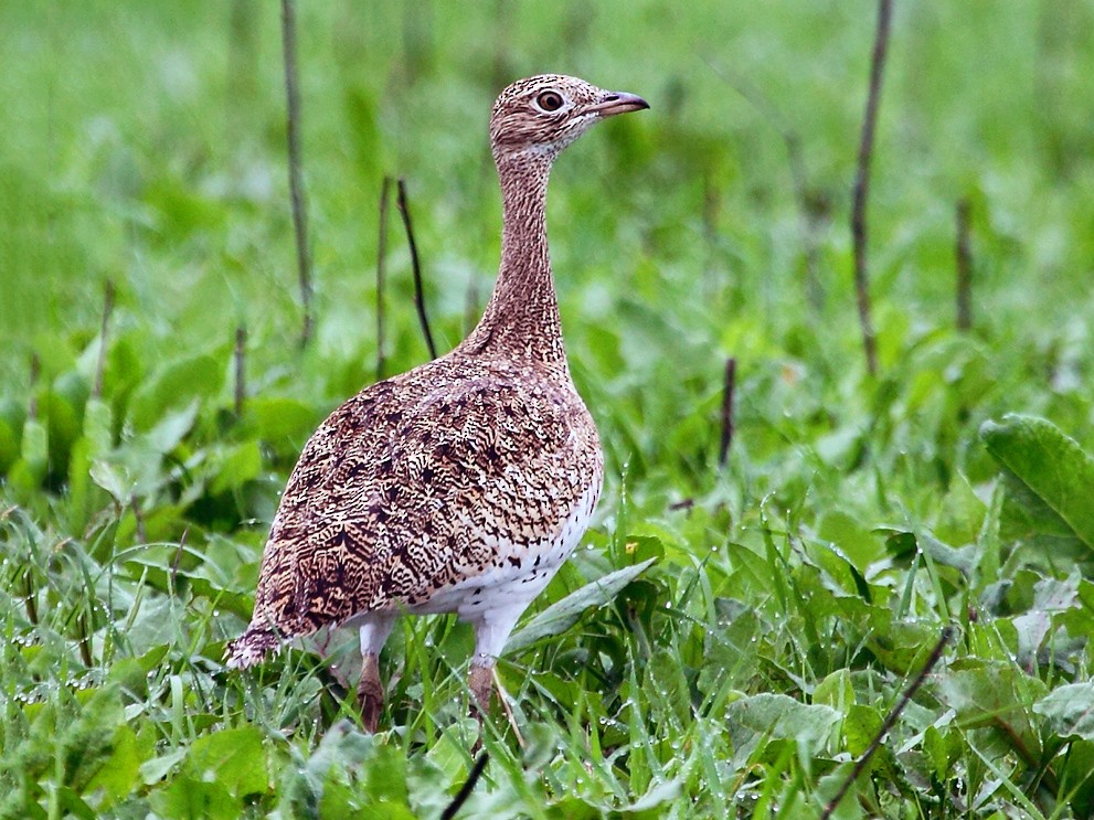 Little Bustard - eBird