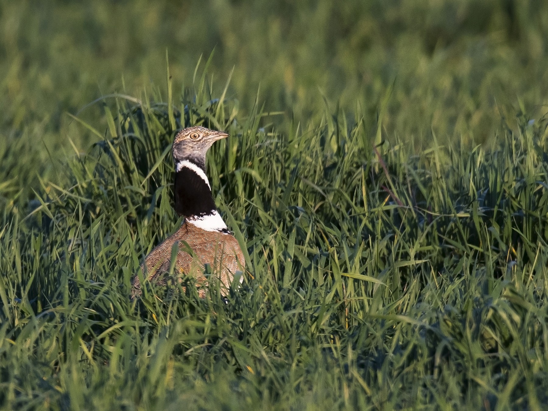 Little Bustard - eBird