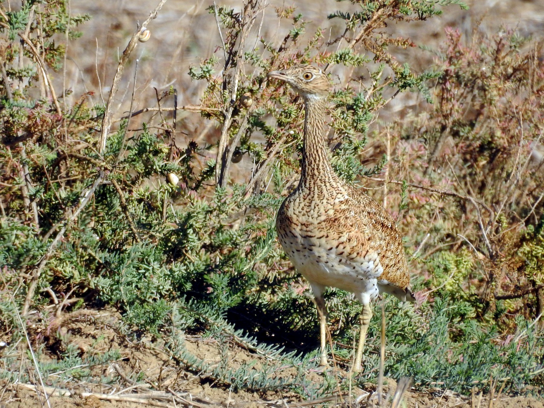 Little Bustard - eBird