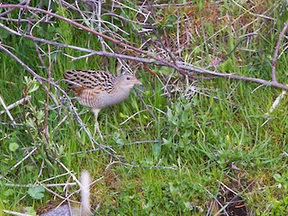 Corn Crake - eBird