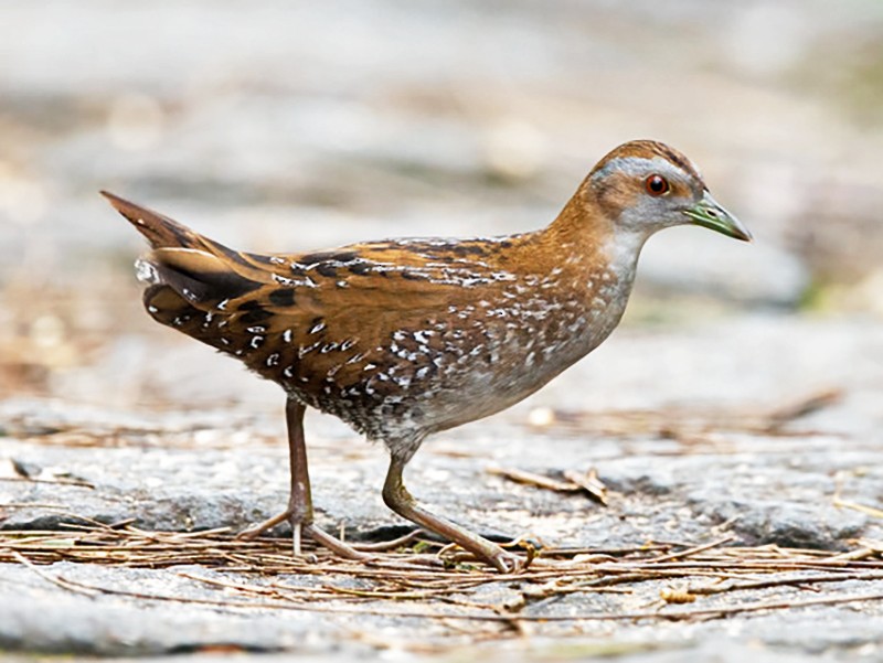 Baillon's Crake - eBird