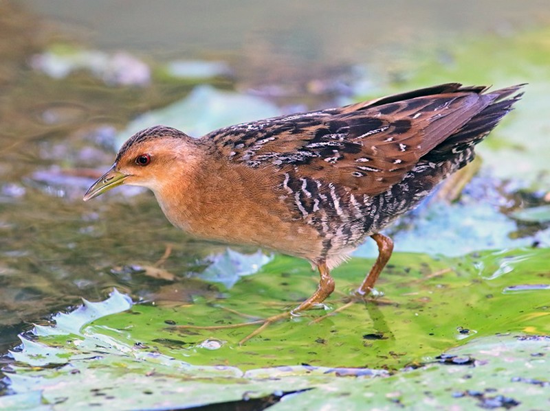 Baillon's Crake - eBird