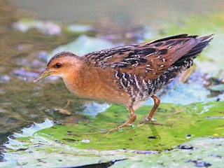 Baillon's Crake - eBird