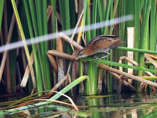 Baillon's Crake - eBird