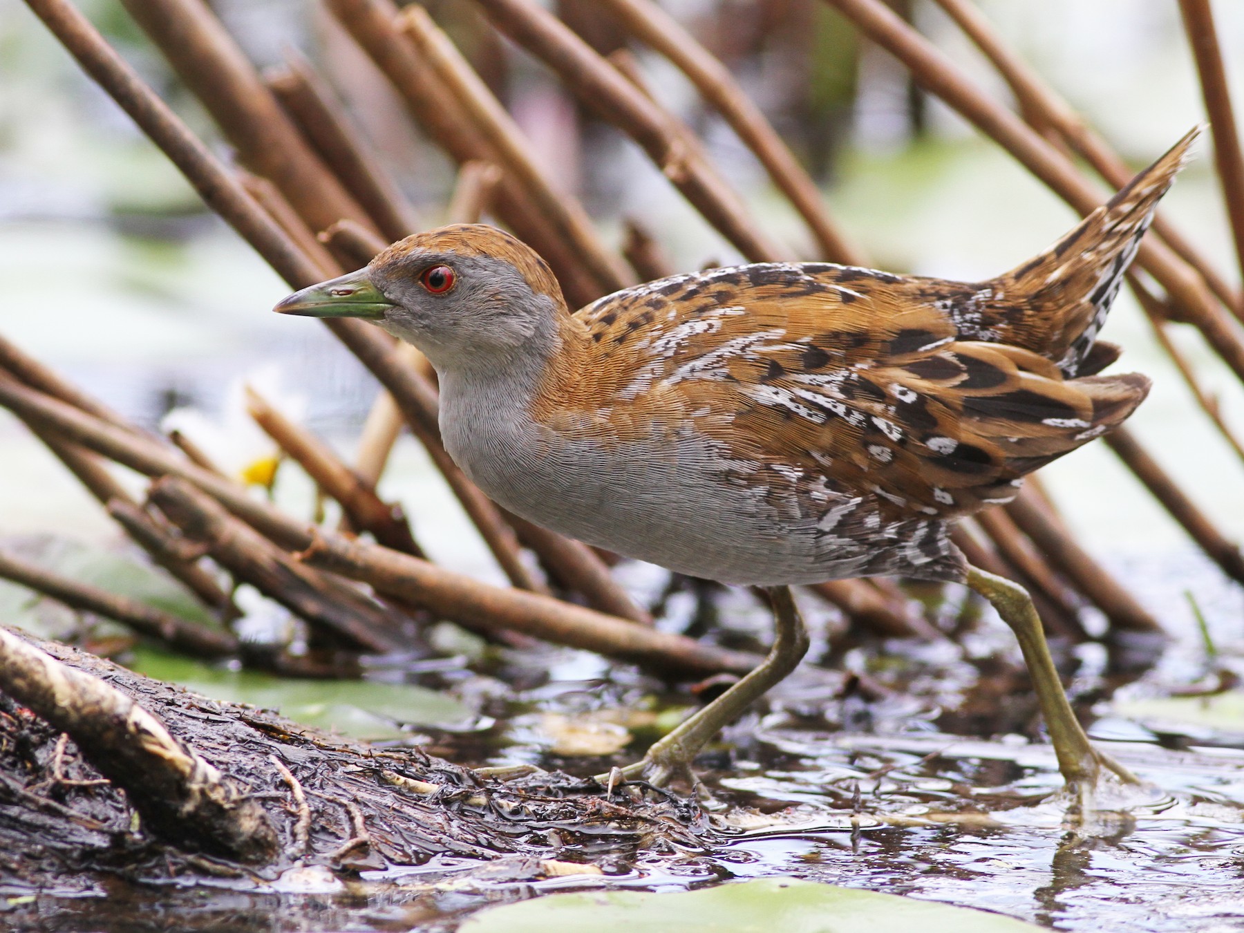 Baillon's Crake - eBird