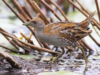 Baillon's Crake - eBird