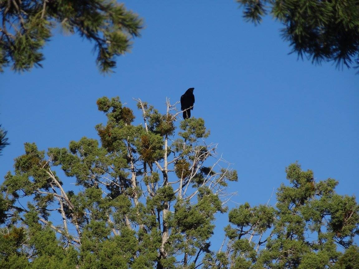 eBird Checklist - 21 Oct 2016 - Grand Canyon NP--Yavapai Point - 1 species