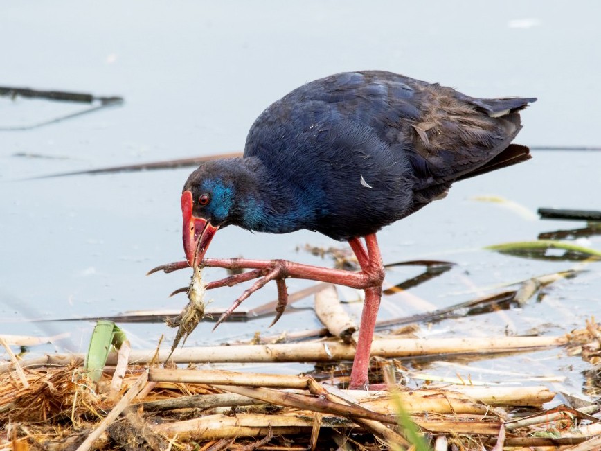 Western Swamphen - eBird