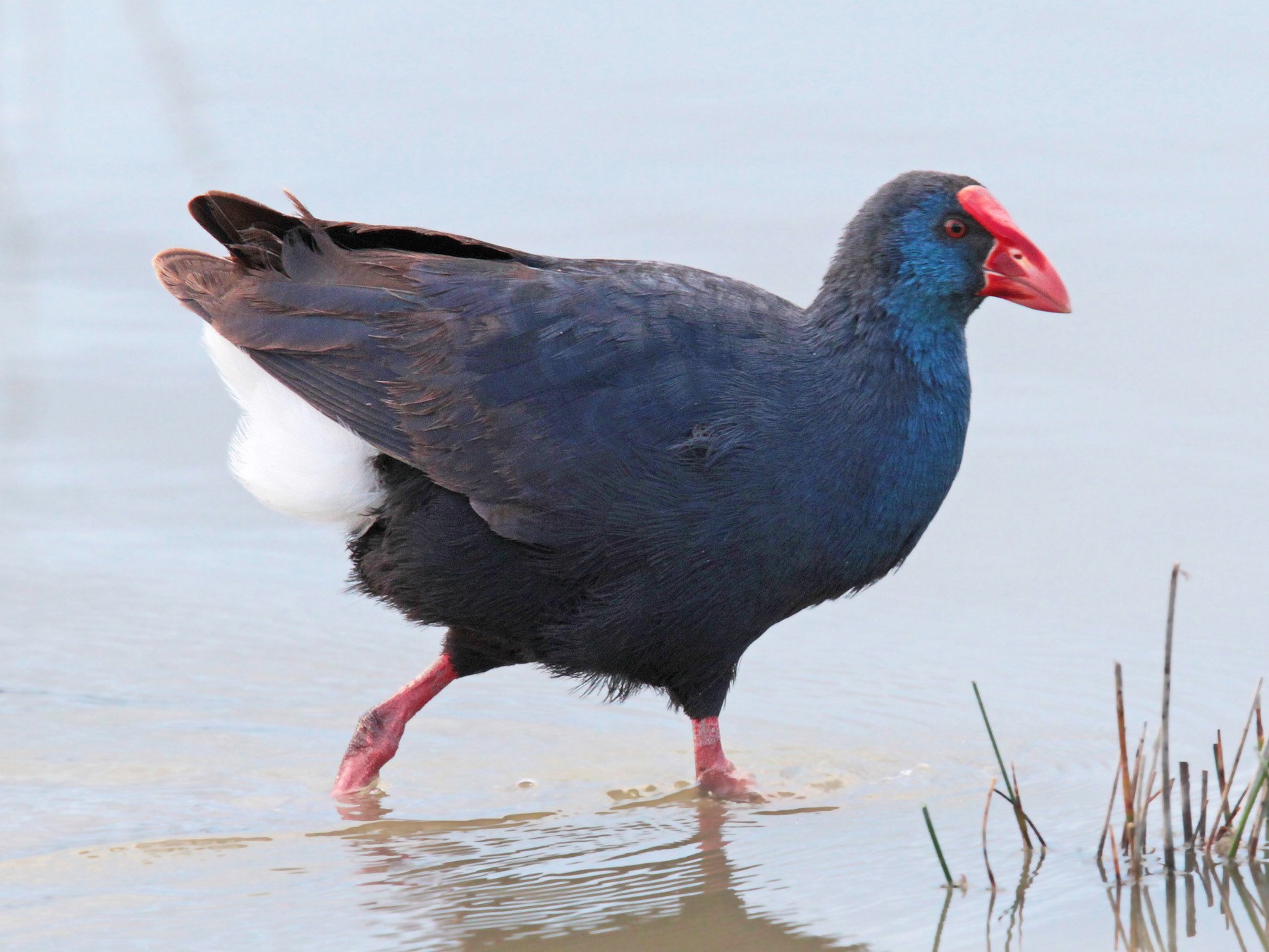 Western Swamphen - eBird