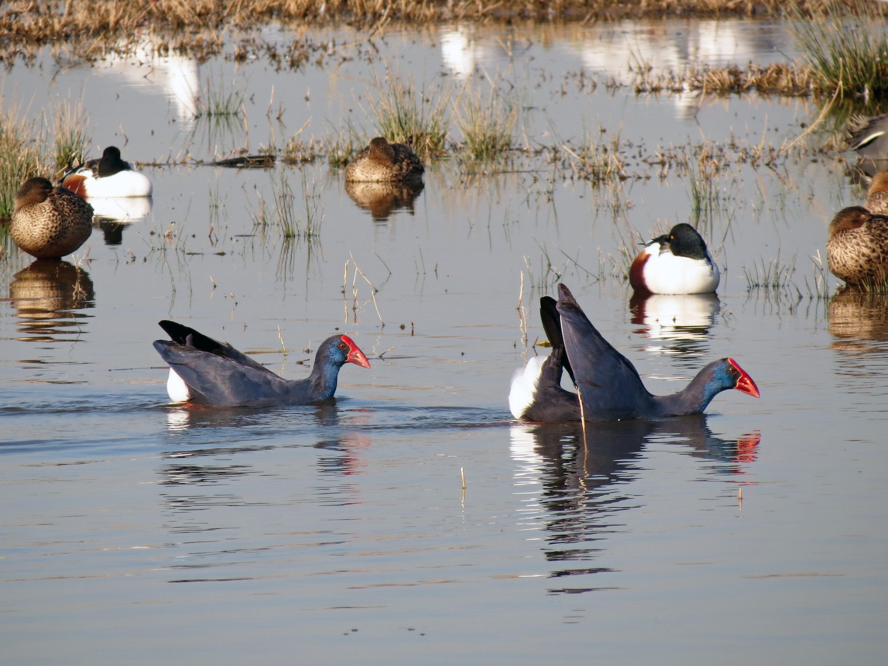 Western Swamphen - eBird