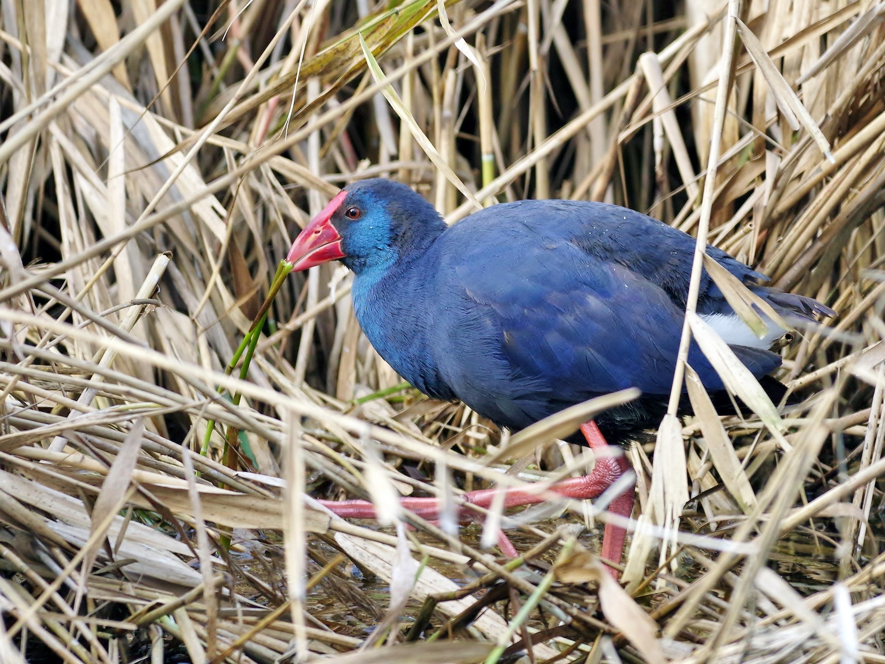 Western Swamphen - eBird