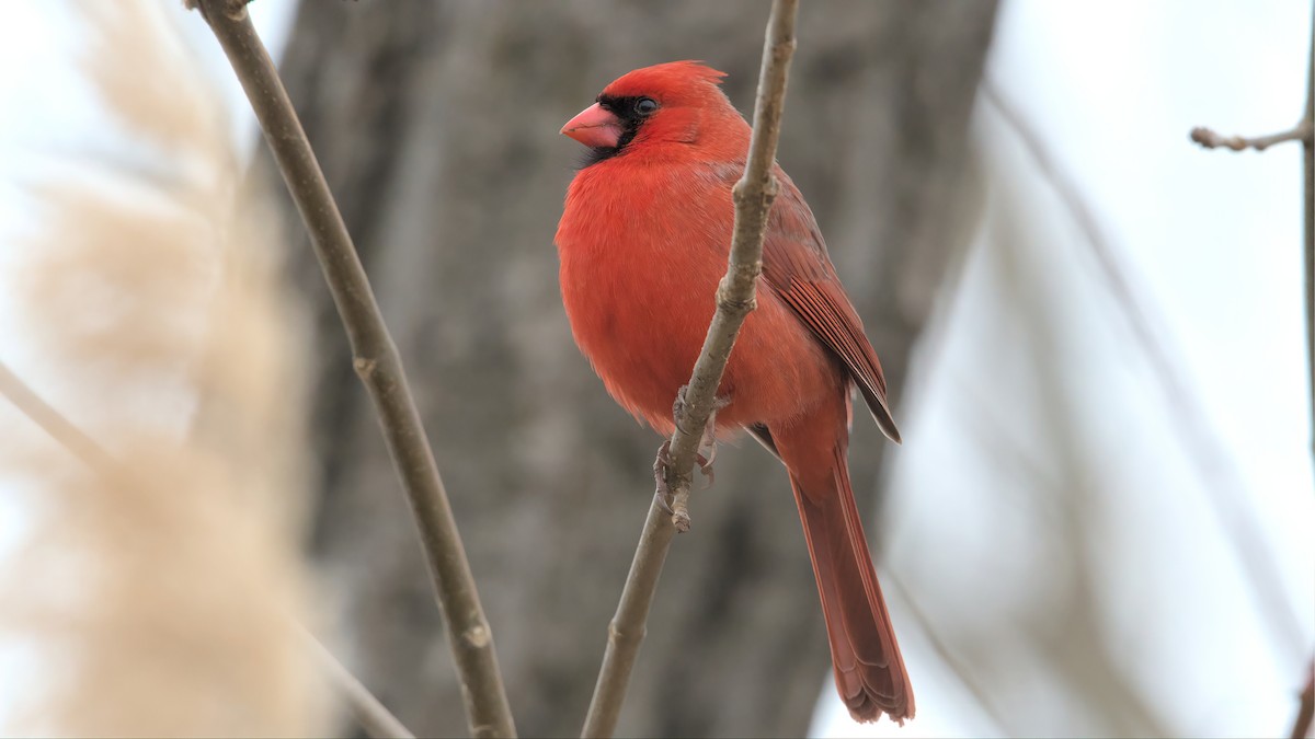 ML543697791 - Northern Cardinal - Macaulay Library ML543697791 - Northern Cardinal - Macaulay Library