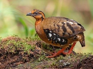 Red-breasted Partridge - Arborophila hyperythra - Birds of the World