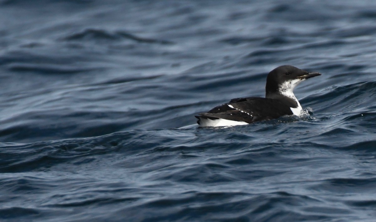 Maine Bird Atlas Checklist - 9 Mar 2023 - Isles of Shoals--Appledore ...