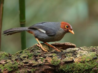 Chestnut-hooded Laughingthrush - Pterorhinus treacheri - Birds of the World