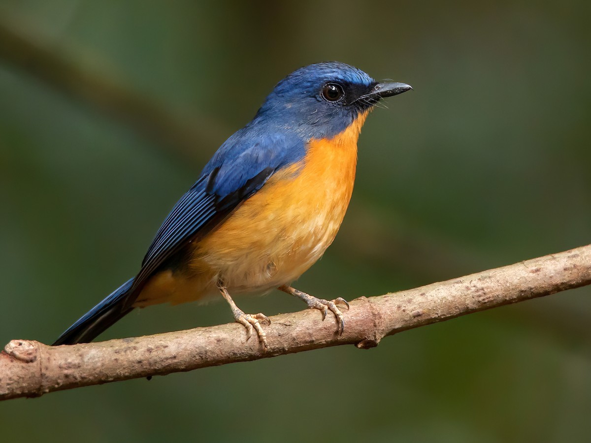 Dayak Blue Flycatcher - Cyornis montanus - Birds of the World