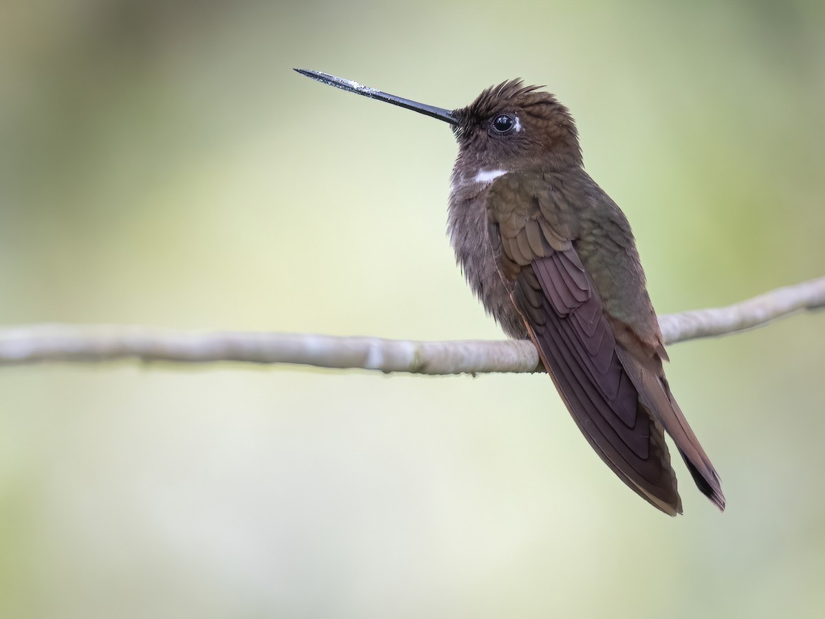 Brown Inca - Coeligena wilsoni - Birds of the World