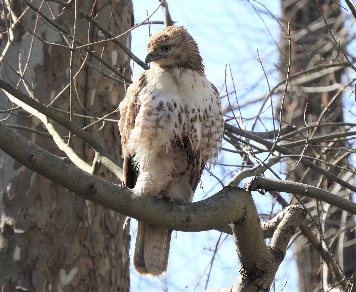 eBird Checklist - 9 Mar 2023 - Willcoxson Park Raven nest site - 7 species