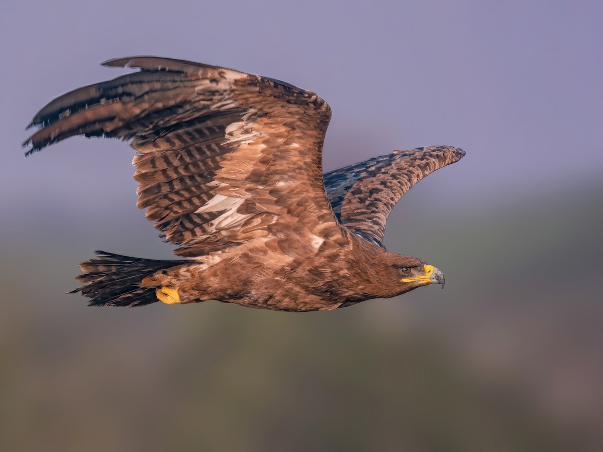 Steppe Eagle