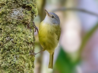 Gray-crowned Tetraka - Xanthomixis cinereiceps - Birds of the World