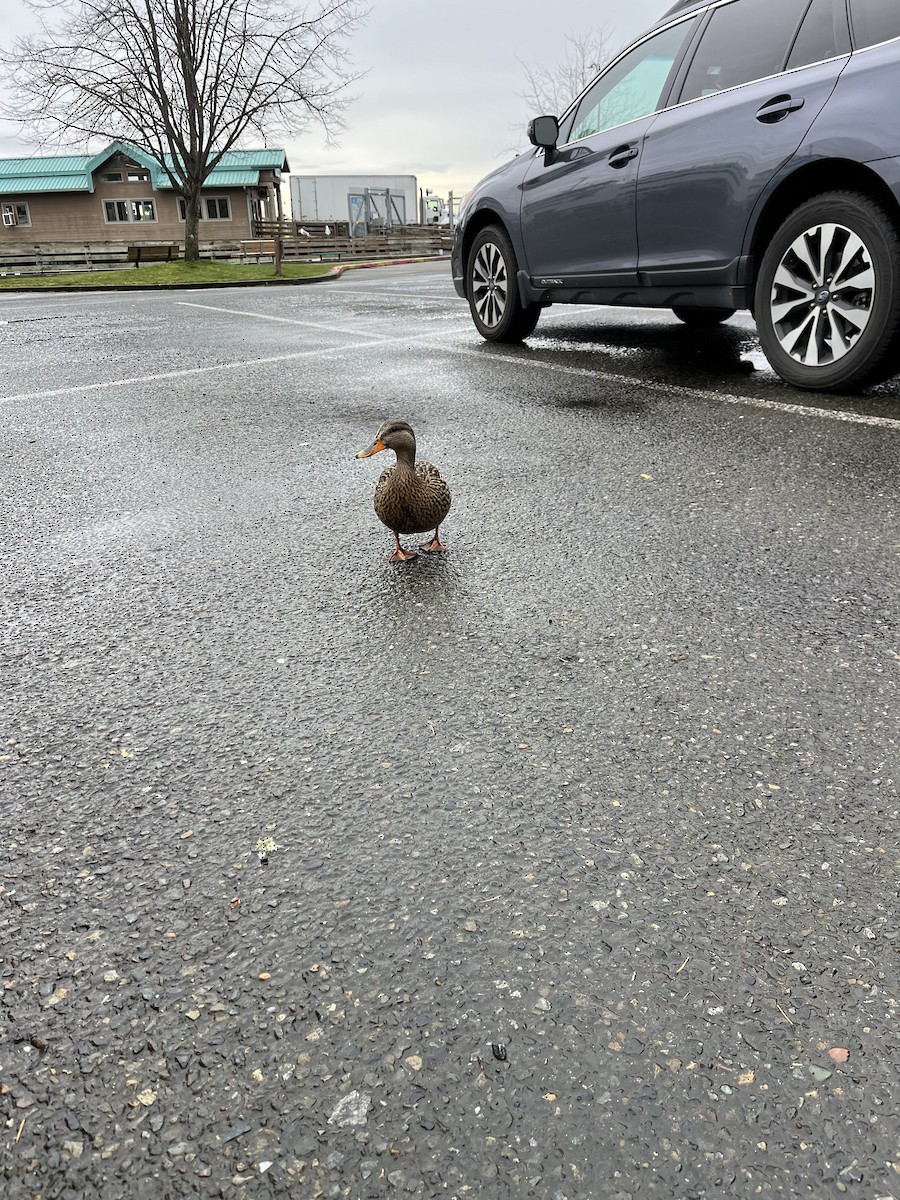 eBird Checklist - 9 Mar 2023 - Point Defiance Park--Dune Peninsula ...