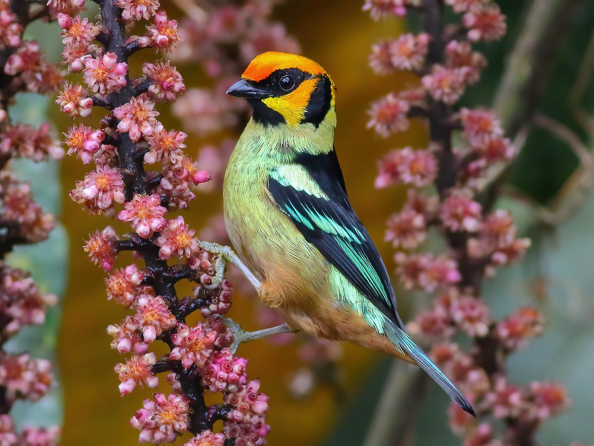 Flame-faced Tanager - Tangara parzudakii - Birds of the World