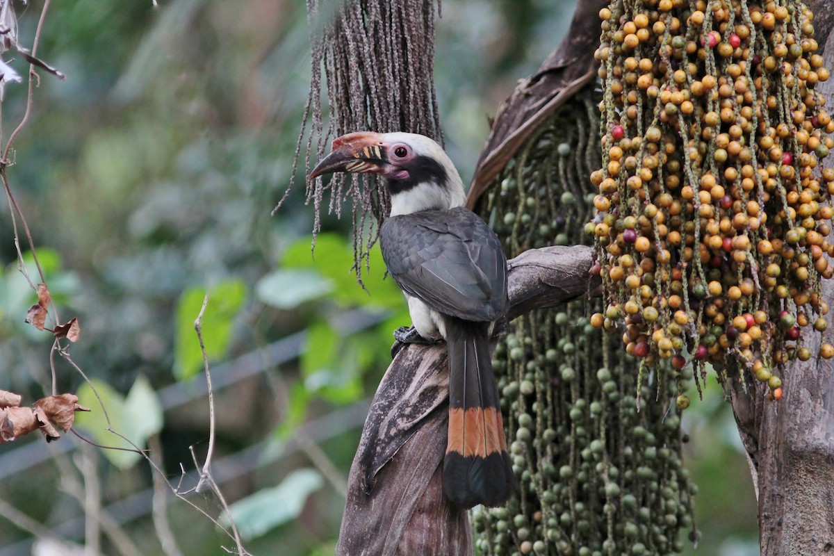 Luzon Hornbill - Penelopides manillae - Birds of the World