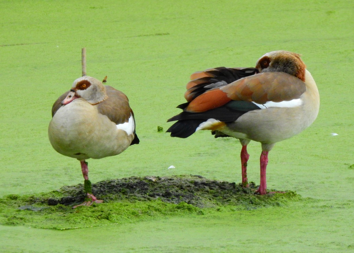 eBird Portugal Checklist - 10 Mar 2023 - Praia e Lagoa do Segundo ...