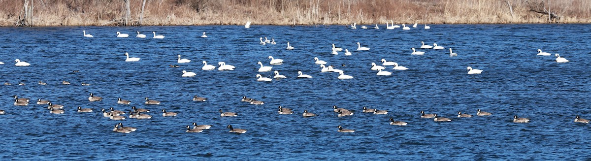 eBird Checklist - 7 Mar 2023 - Colyer Lake Recreation Area - 19 species