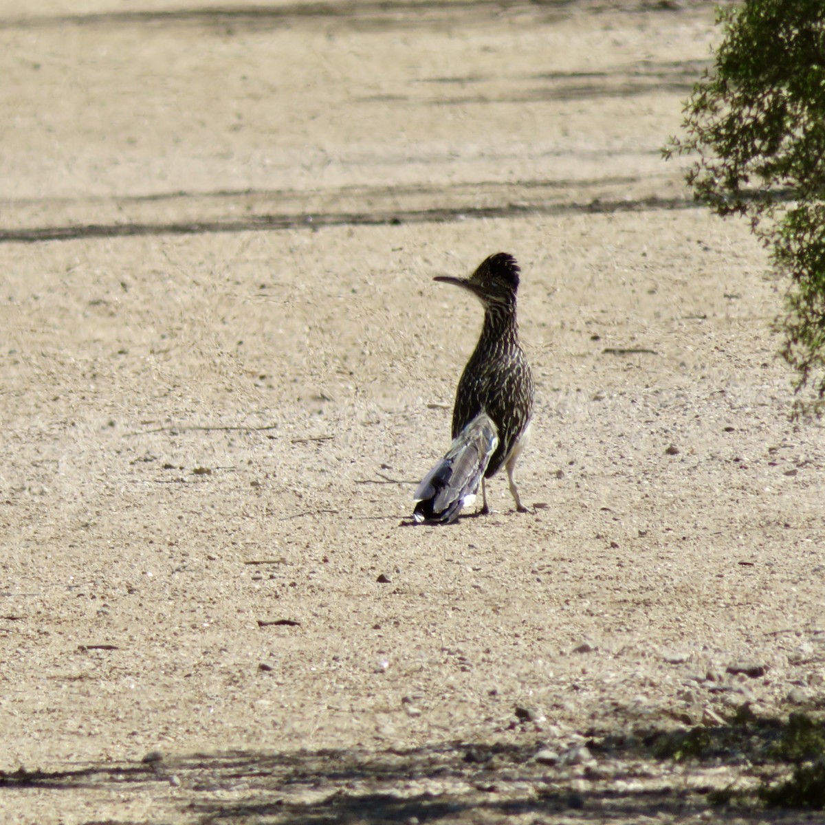 eBird Checklist - 9 Mar 2023 - Tucson-River Walk - 11 species