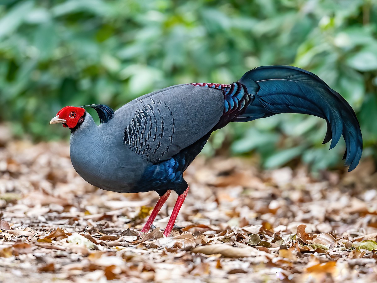 Siamese Fireback - Lophura diardi - Birds of the World