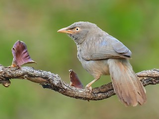 Jungle Babbler - Argya striata - Birds of the World