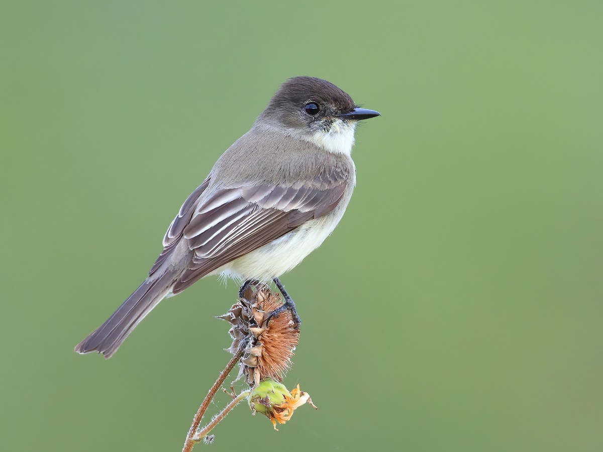 Eastern Phoebe Pictures
